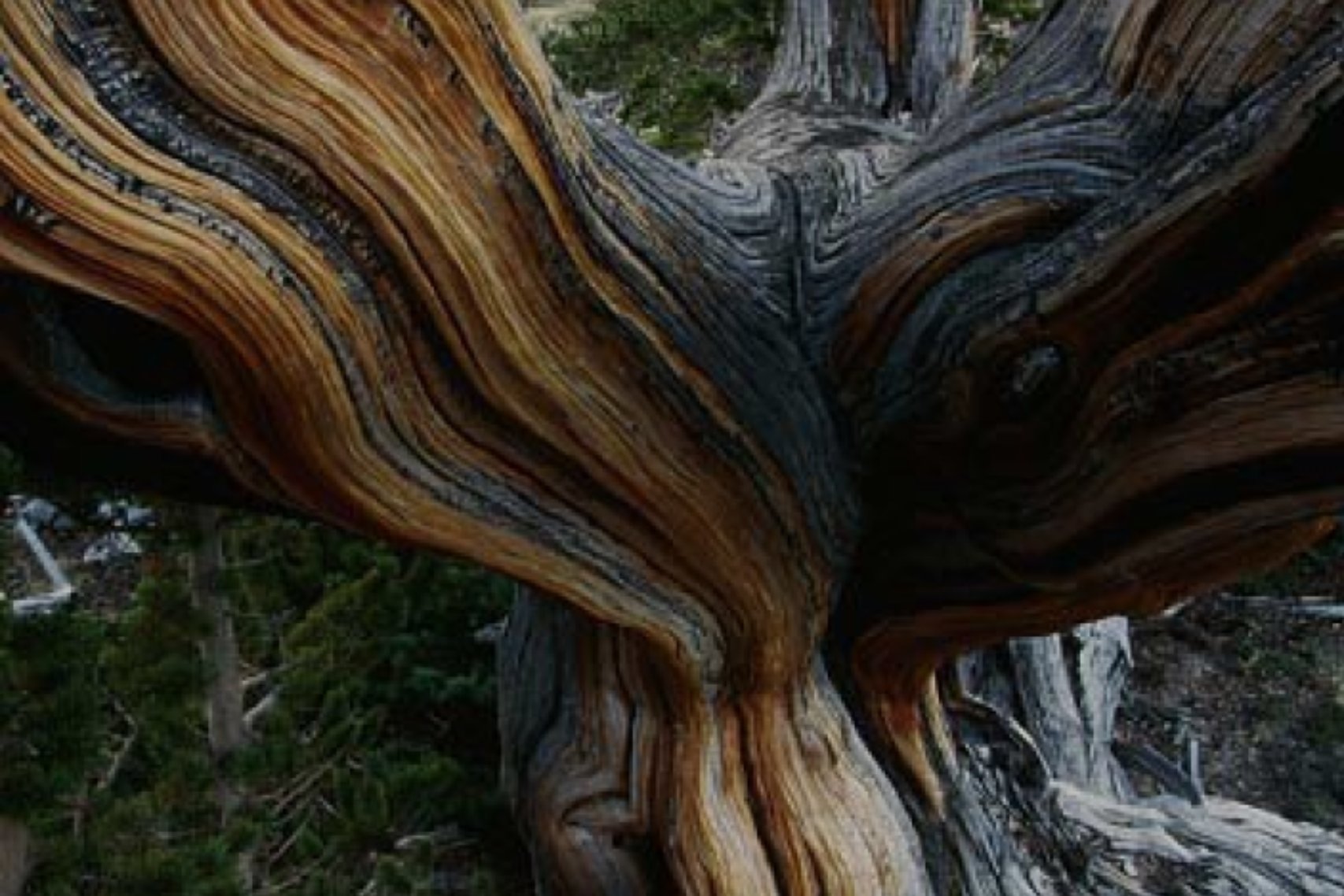 Macro Foresight | Accenture