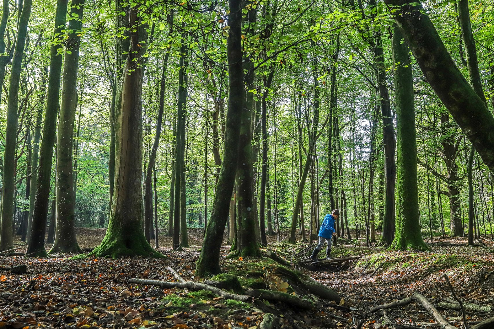 A Data-driven Approach to Global Reforestation | Accenture